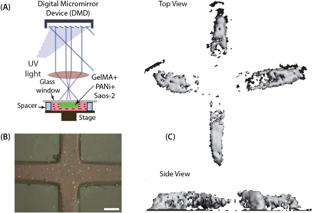29. Conductive gelatin methacrylate-poly(aniline) hydrogel for cell ...