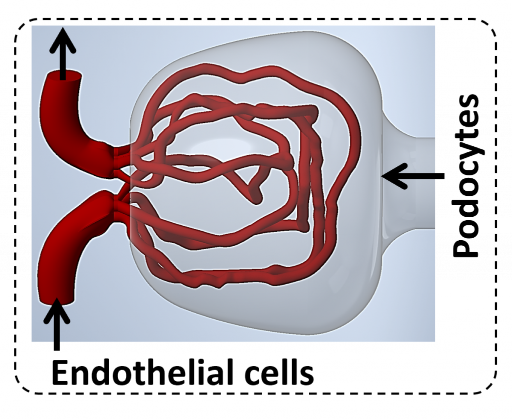 New NIH R21 grant awarded to Soman Group! Glomerular-BOwman’s CapSule ...